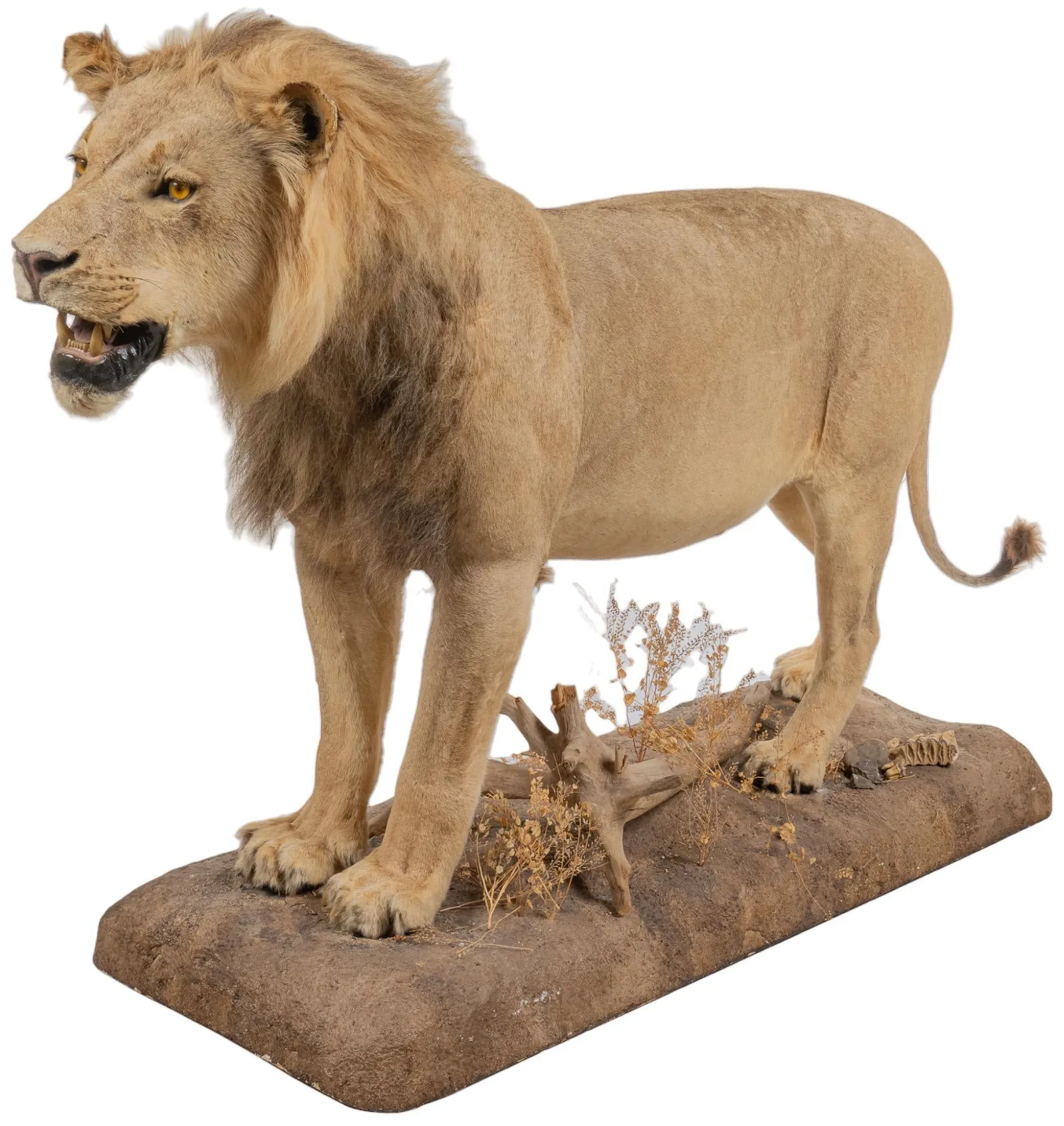 Full Body Lion Mount - Auction Daily