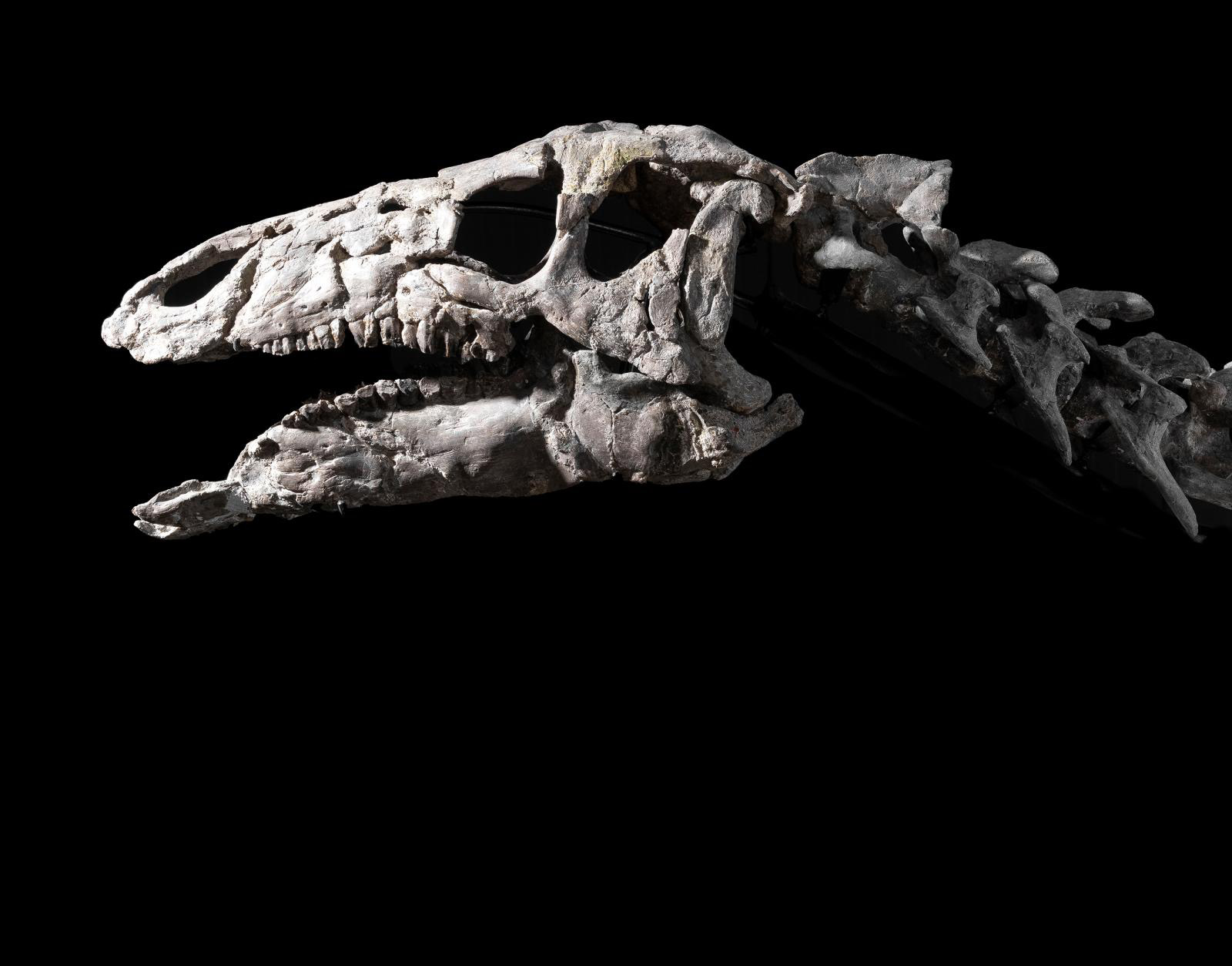 Barry, a 150-Million-Year-Old Dinosaur Goes Under the Hammer - Auction ...